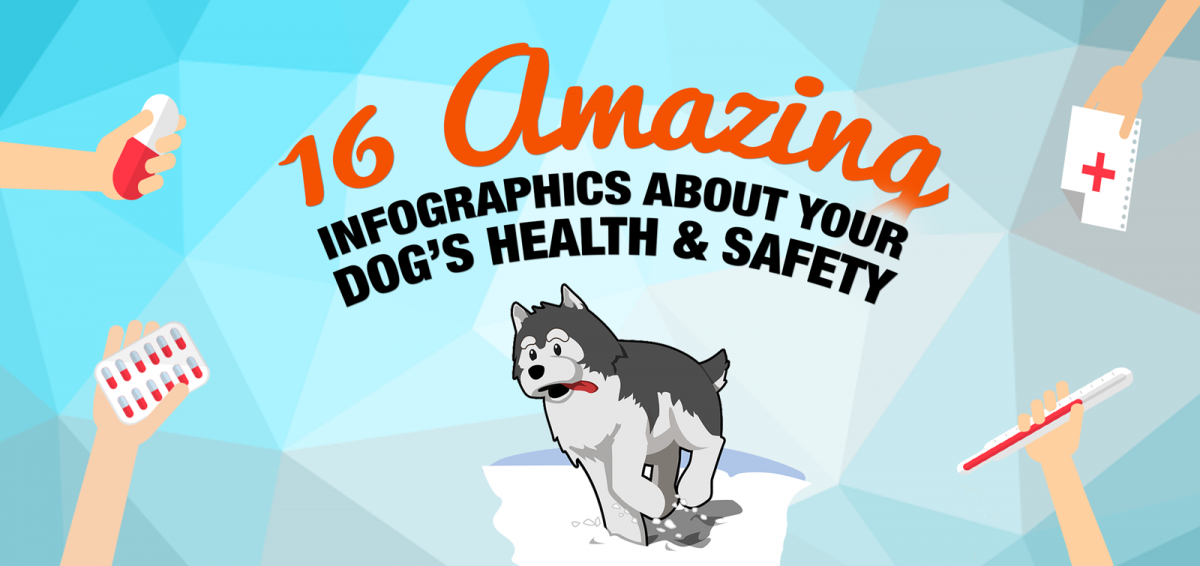 14 Best Dog Health & Safety Infographics Ever Made