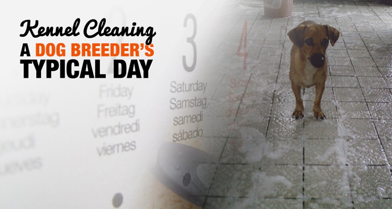 A Dog Breeder's Typical Day — Keeping The Kennel Clean
