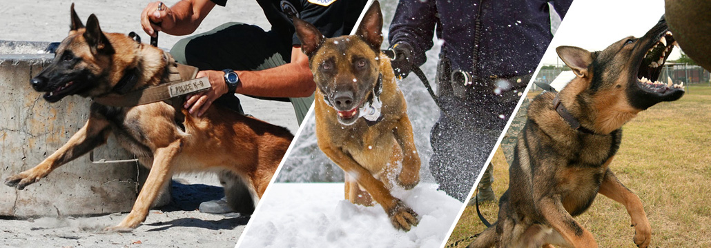 5 Best K9 & Military Dog Documentaries On Training & Breeding