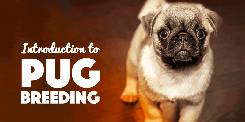 Breeding Pugs — Introduction To Pug Breeding