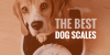 5 Best Dog Scales For Puppies, Pets and Veterinary Use