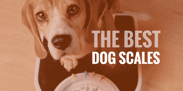 5 Best Dog Scales For Puppies, Pets and Veterinary Use