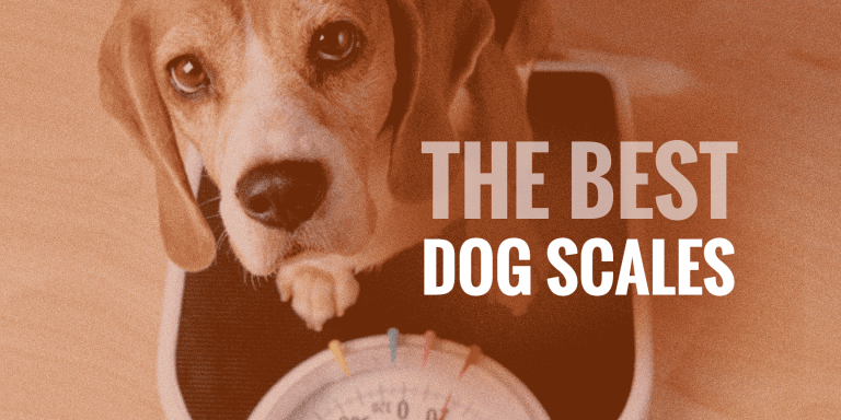 5 Best Dog Scales For Puppies, Pets and Veterinary Use