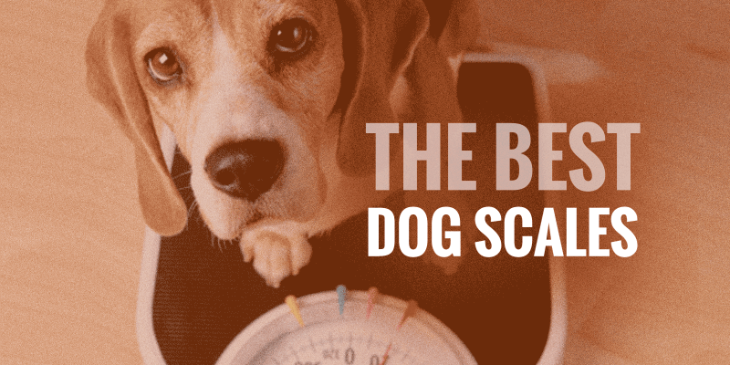 5 Best Dog Scales For Puppies, Pets and Veterinary Use