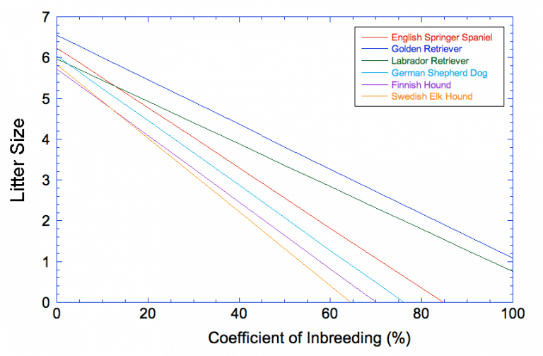 Grading Up in Dog Breeding — Definition & Meaning