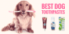 5 Best Dog Toothpaste — Sentry, Enzymatic, Tartar Control, DIY, etc.