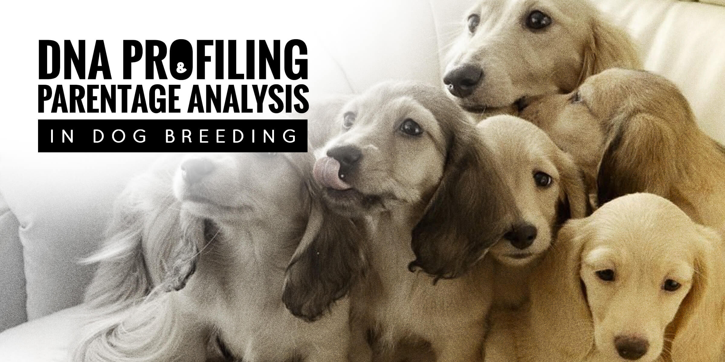 DNA Profiling and Parentage Analysis in Dog Breeding