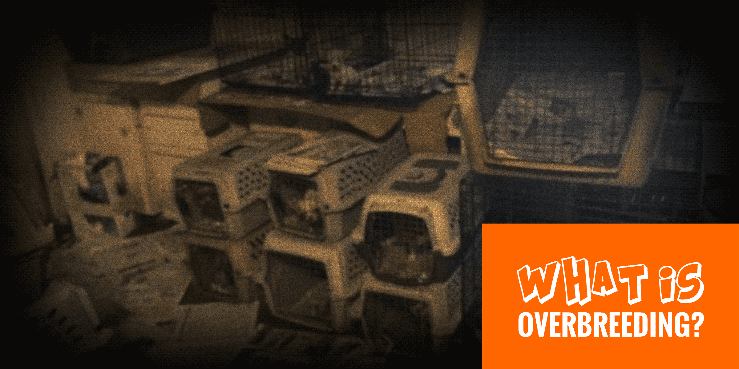 Overbreeding Dogs — Definition, Risks & Disambiguation