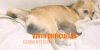 Canine Dystocia and Birth Difficulties in Dogs — FULL GUIDE