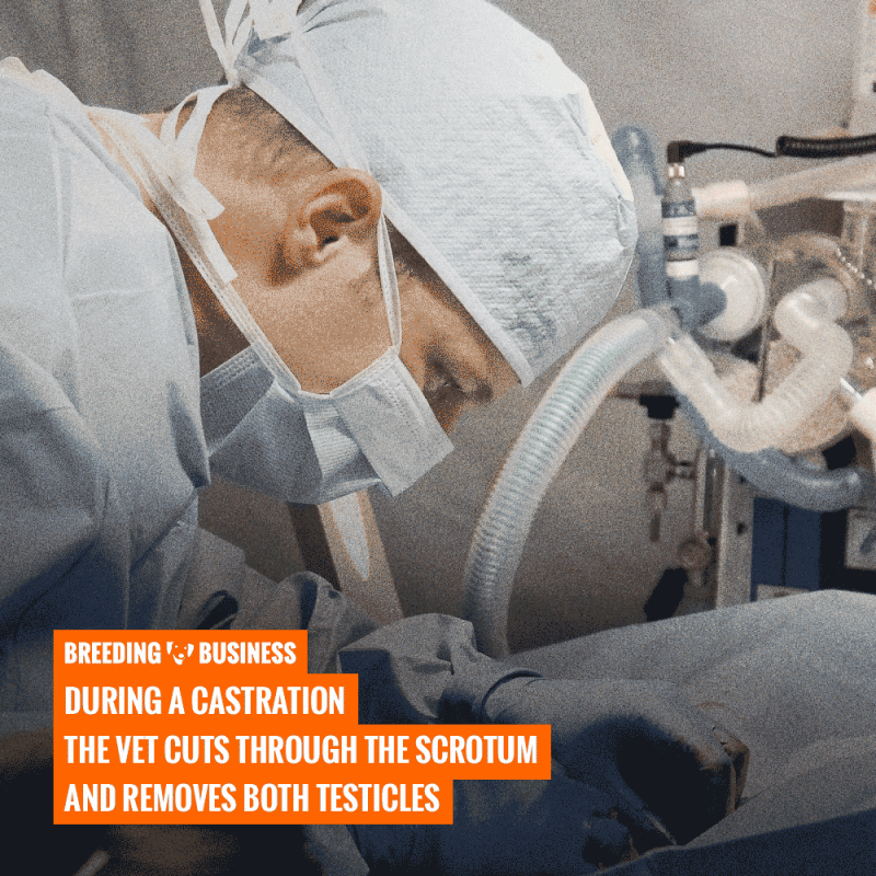 Guide to Neutered Dogs — Surgery, Cost, Risks, Benefits of Neutering