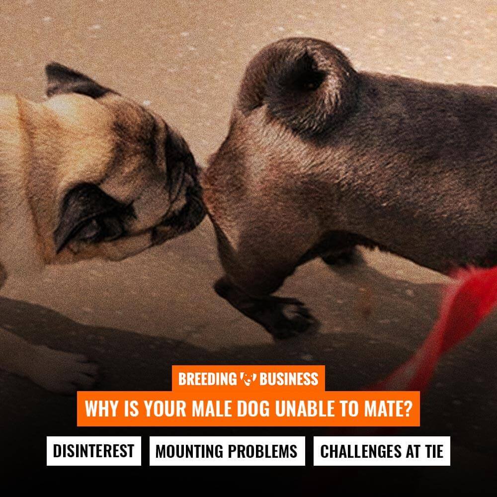 My Male Dog Doesn't Know How to Mate – Our Advice To Fix The Situation