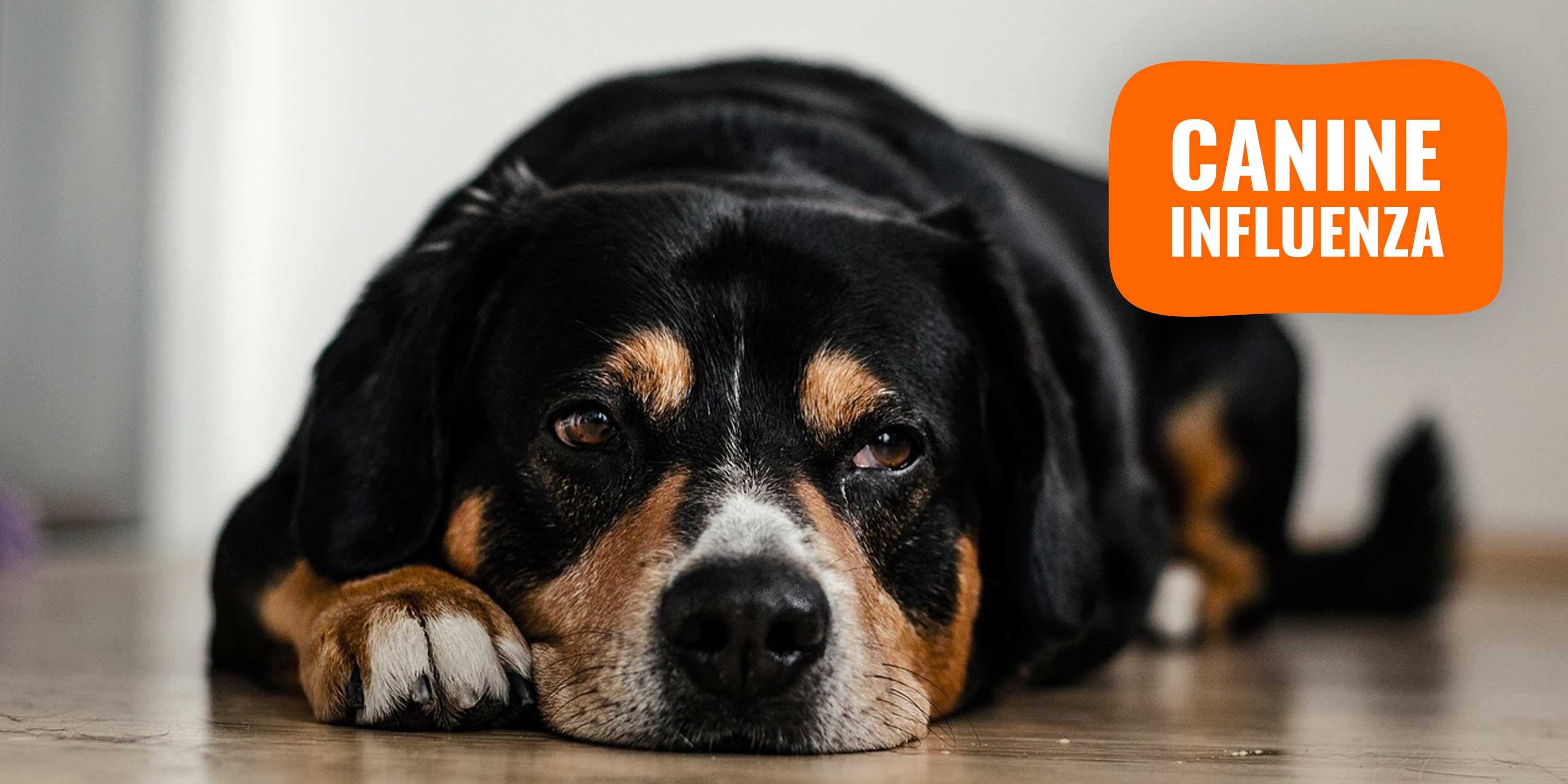 Canine Influenza – Symptoms, Diagnosis & Treatments of Dog Flu