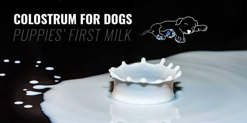 Colostrum for Dogs – First Milk Supplements, Benefits, Reviews & FAQ