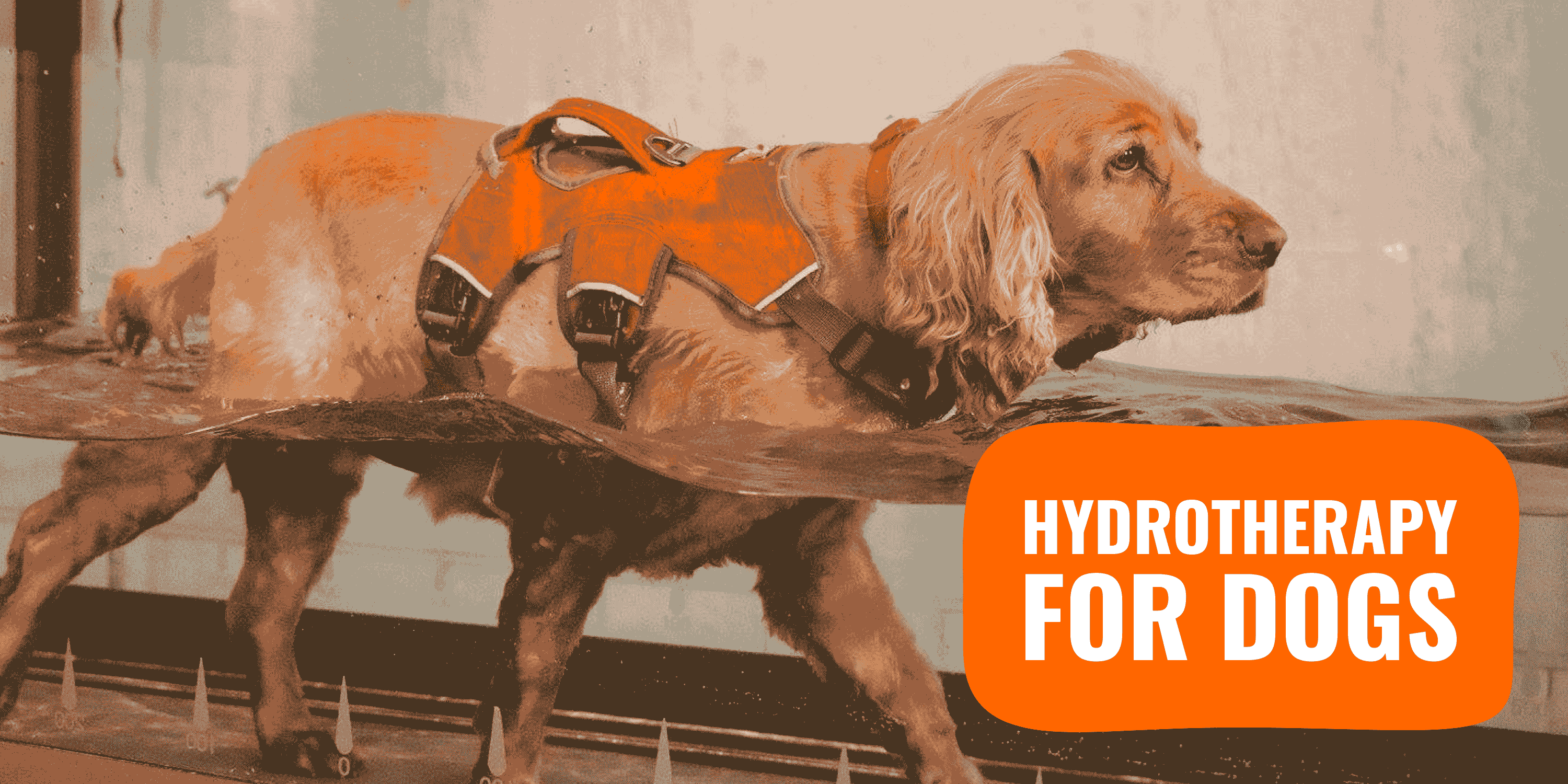 Hydrotherapy for Dogs – Guide, Benefits, Risks and Cost