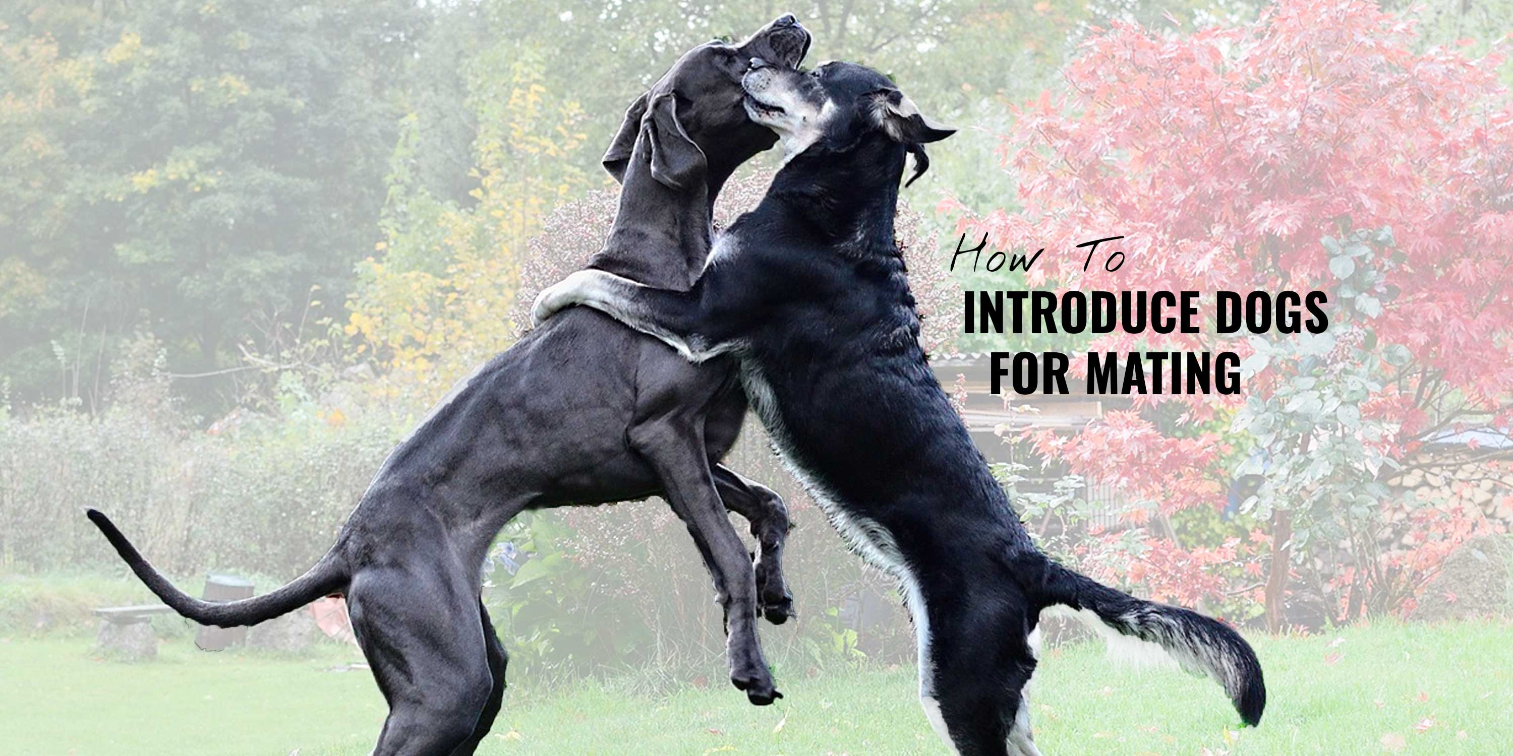 How To Introduce Dogs For Mating For Dog Breeders 