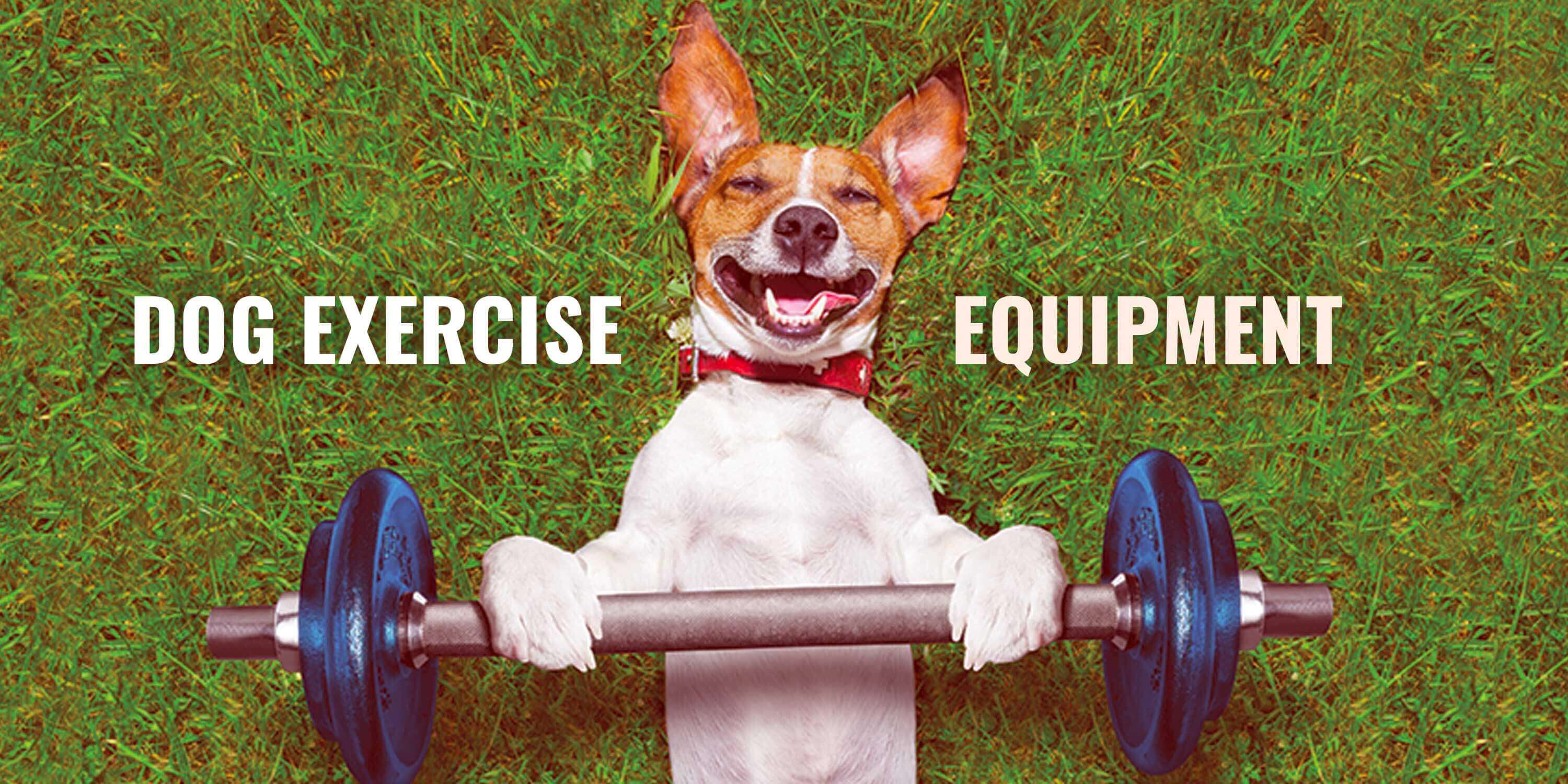Dog Exercise Equipment What s In The Perfect Dog Workout Kit Dog Exercise Equipment What s In The Perfect Dog Workout Kit