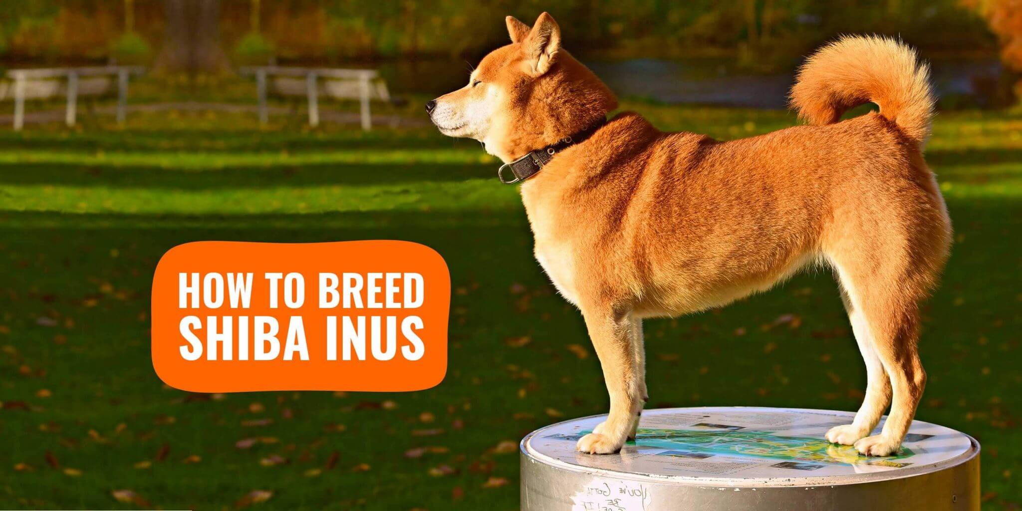 How To Breed Shiba Inus – Health, Breeding Practices, History & FAQ