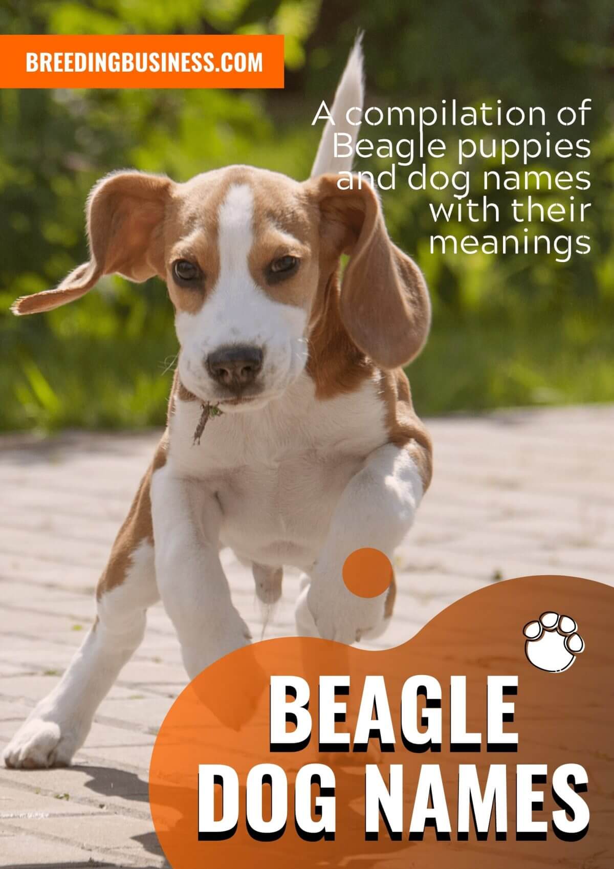 Beagle Dog Names 150 Name Ideas For Beagles What s Your Pick 
