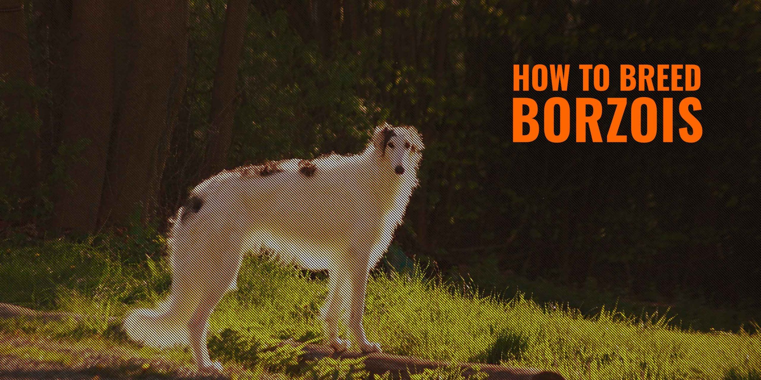 How to Breed Borzois - Health Concerns, Clientele, Origin, FAQ