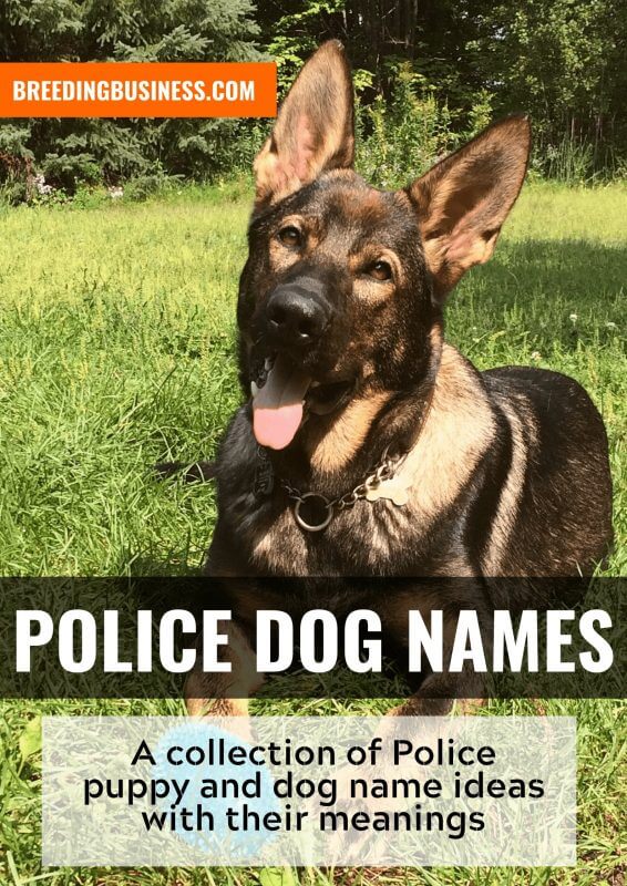 100 + Police Dog Names - Migliori nomi K9 cucciolo militare per i cani ...